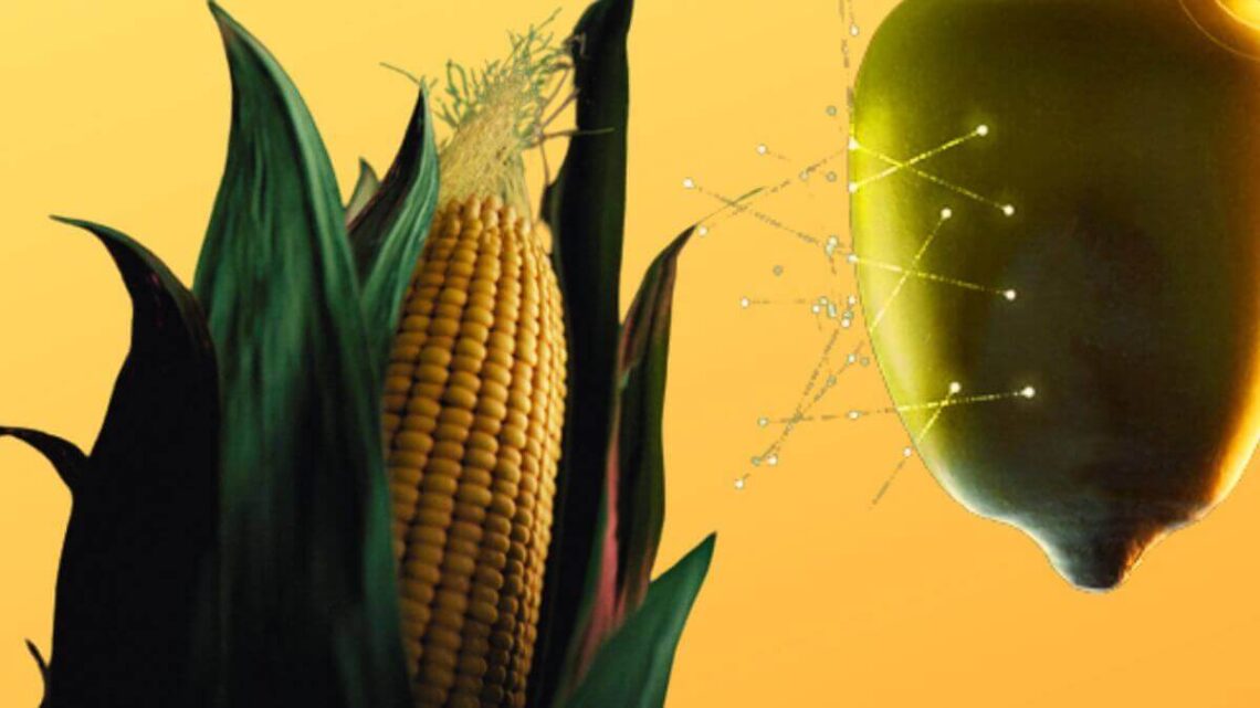 Qué es transgénico u organismo modificado genéticamente (OMG) y qué ...