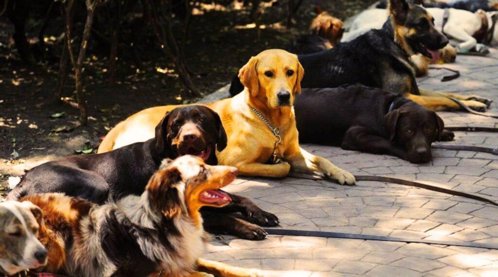 28 de mayo Día Mundial del Perro sin raza. La importancia de promover ...