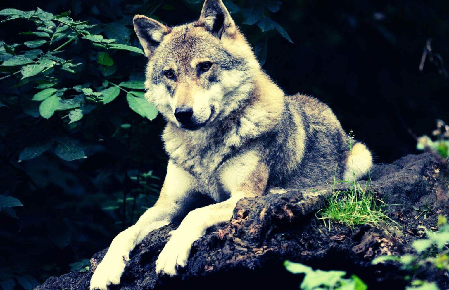 Campaña para la conservación del lobo mexicano por fundación coppel rse ...